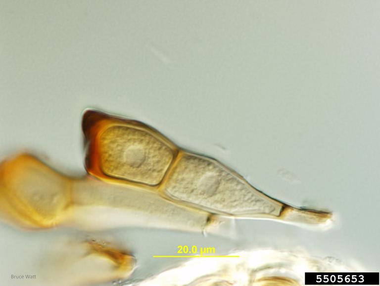puccinia rusts (Genus Puccinia Pers.)