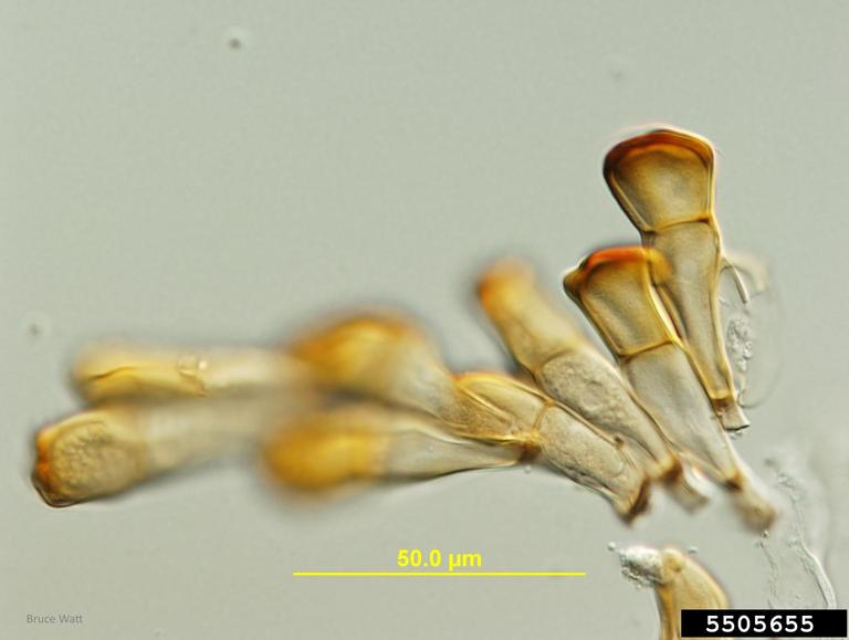 puccinia rusts (Genus Puccinia Pers.)