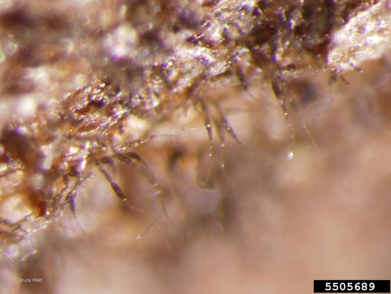 early blight (Alternaria solani Sorauer)