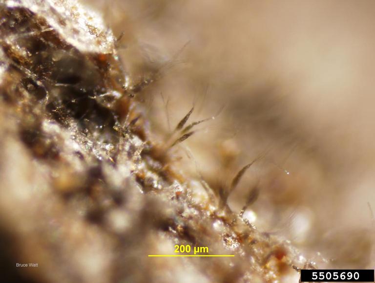 early blight (Alternaria solani)