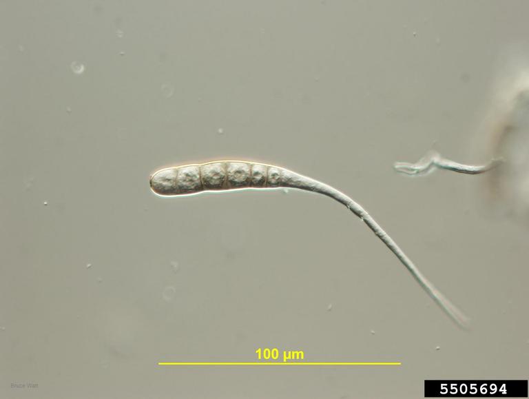 early blight (Alternaria solani Sorauer)