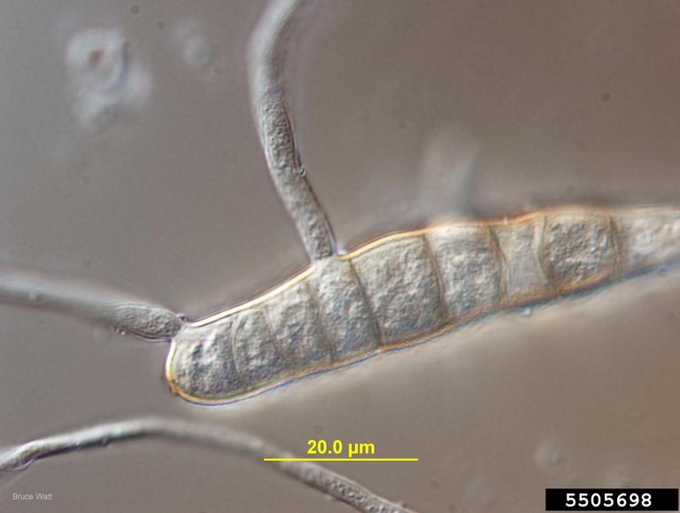 early blight (Alternaria solani Sorauer)