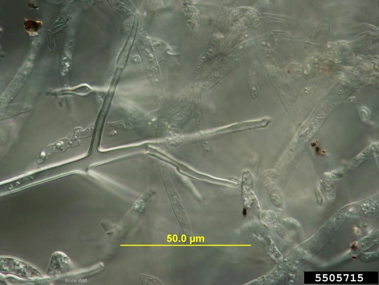 late blight (Phytophthora infestans)