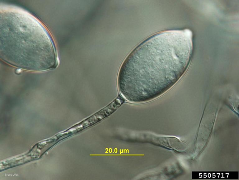 late blight (Phytophthora infestans (Mont.) de Bary)