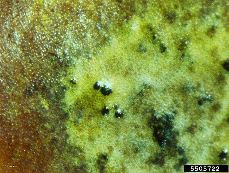 Septoria leaf spot (Septoria lycopersici ) on garden tomato (Solanum ...