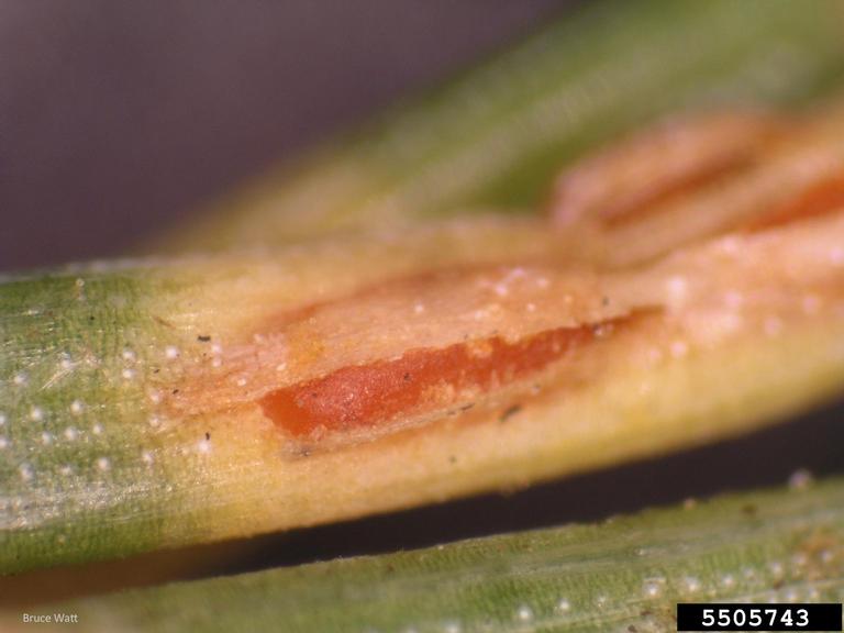 spruce needle rust (Chrysomyxa weirii)