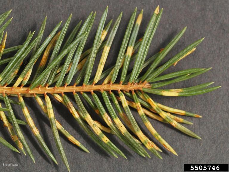 spruce needle rust (Chrysomyxa weirii)