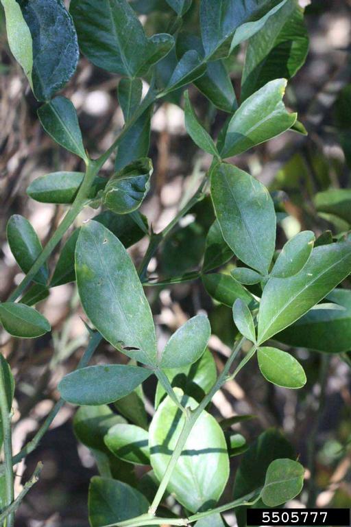 African x Poncirus (Citrumelo hybrid cv. African x Poncirus (Tanaka))