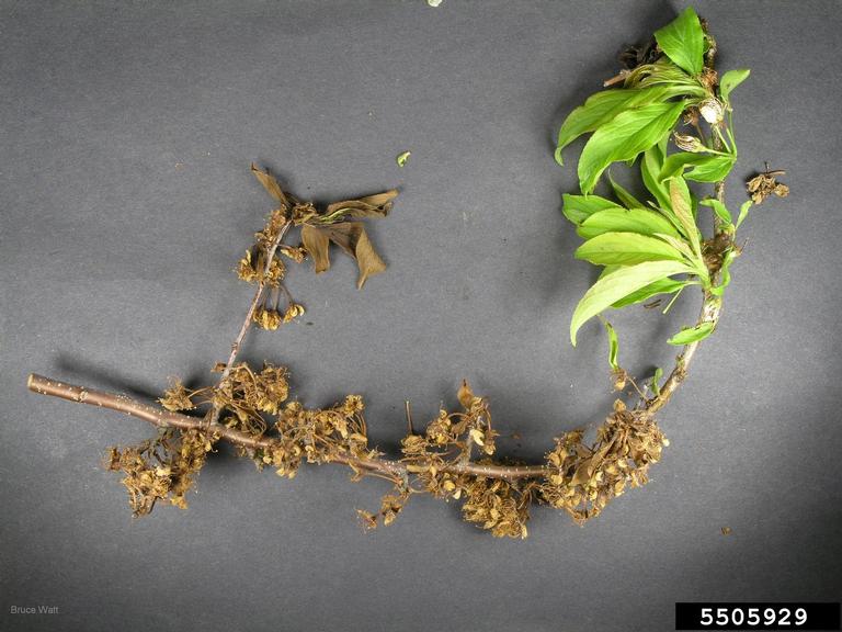 brown rots (Genus Monilinia Bonord.)