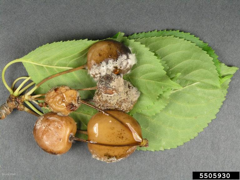 brown rots (Genus Monilinia Bonord.)