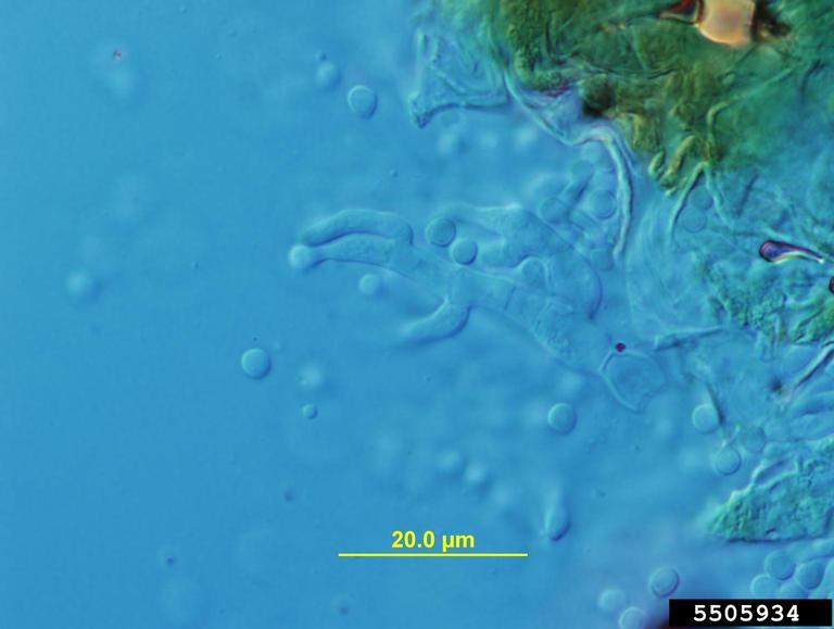 brown rots (Genus Monilinia Bonord.)