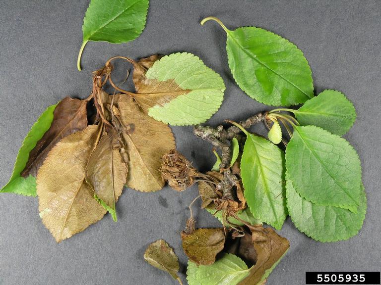 brown rots (Genus Monilinia Bonord.)