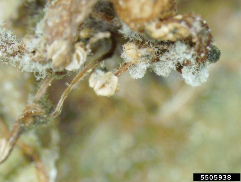 brown rots (Genus Monilinia Bonord.)