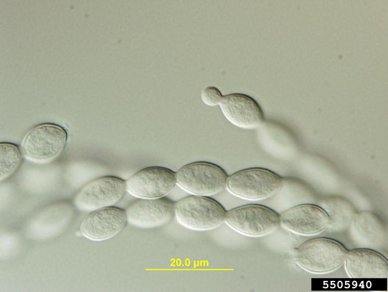 brown rots (Genus Monilinia)