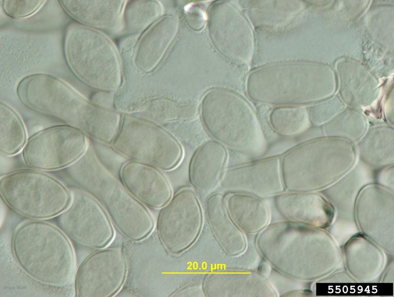 brown rots (Genus Monilinia)