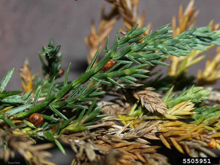 fletcher scale (Parthenolecanium fletcheri)