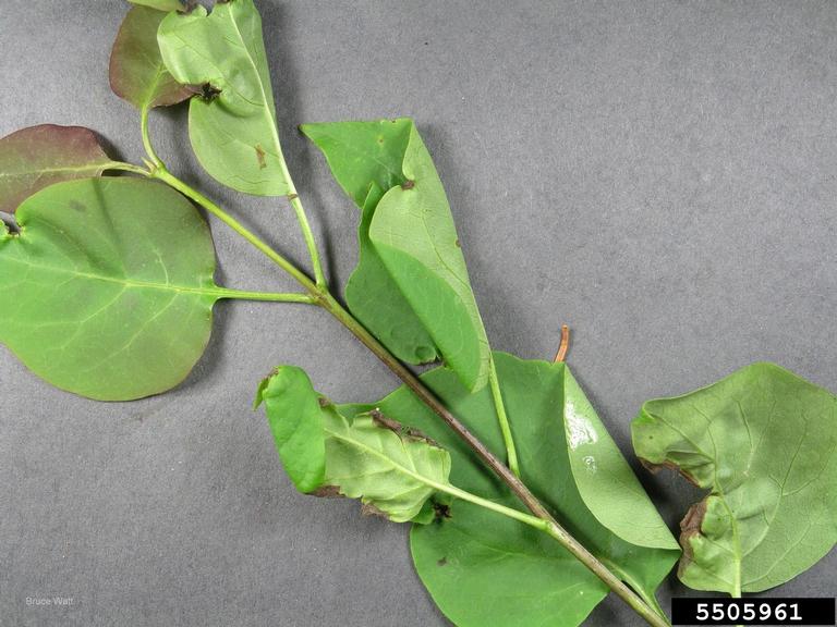 anthracnose (Genus Colletotrichum Corda)