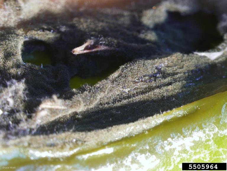 Alternaria black molds / stem cankers (Alternaria spp. ) on pepper ...