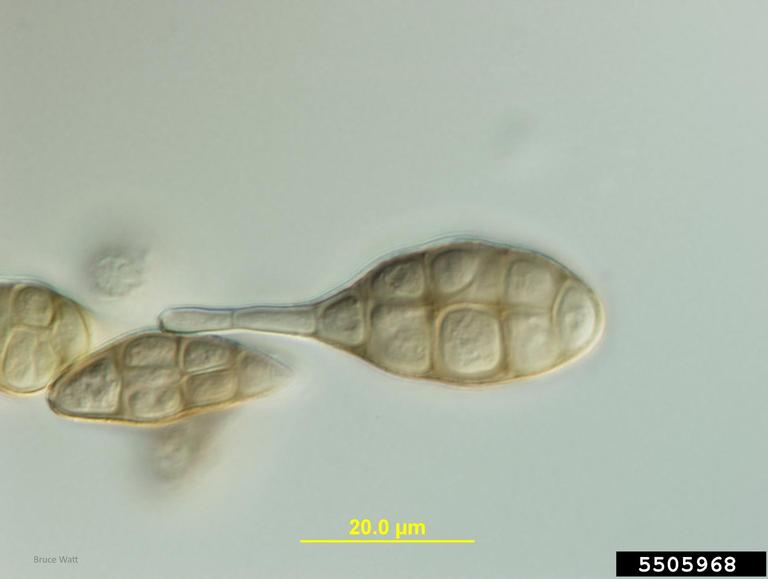 Alternaria black molds / stem cankers (Genus Alternaria)