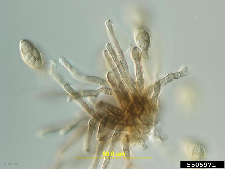 Alternaria black molds / stem cankers (Genus Alternaria)