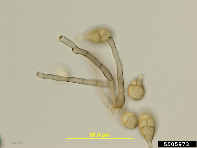 Alternaria black molds / stem cankers (Genus Alternaria)