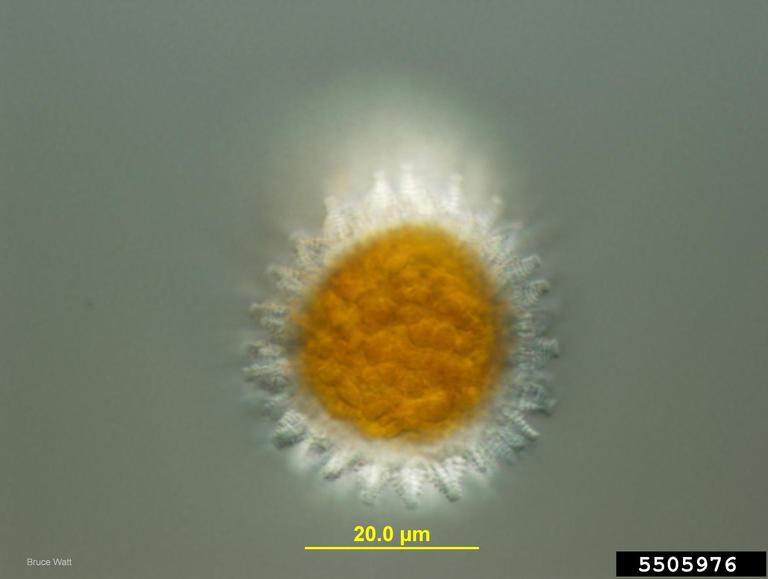 spruce needle rusts (Genus Chrysomyxa Unger)
