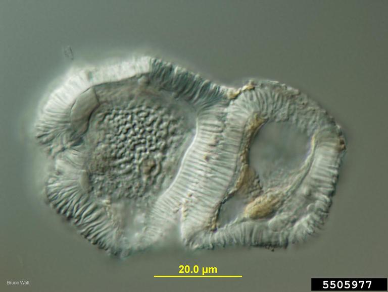 spruce needle rusts (Genus Chrysomyxa Unger)