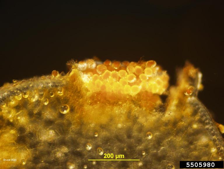 spruce needle rusts (Genus Chrysomyxa Unger)