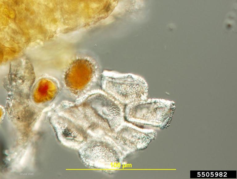 spruce needle rusts (Genus Chrysomyxa)