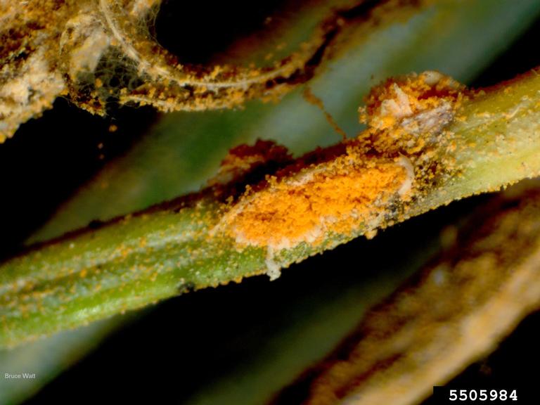 spruce needle rusts (Genus Chrysomyxa Unger)