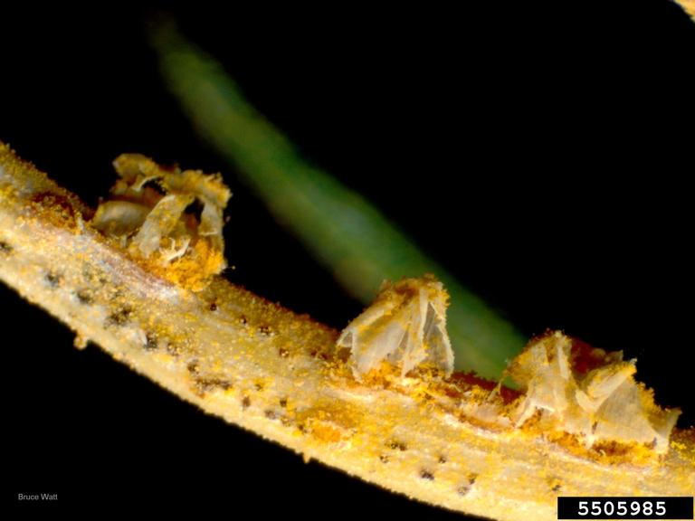 spruce needle rusts (Genus Chrysomyxa)