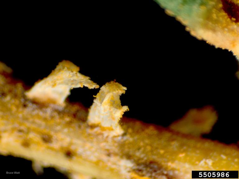 spruce needle rusts (Genus Chrysomyxa)