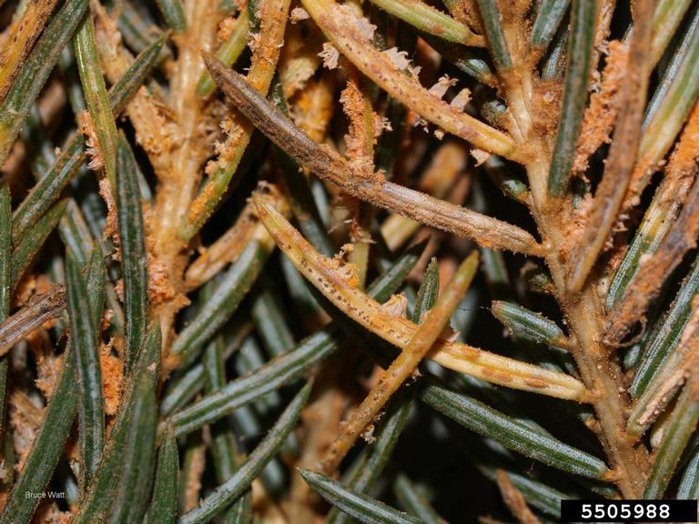 spruce needle rusts (Genus Chrysomyxa Unger)