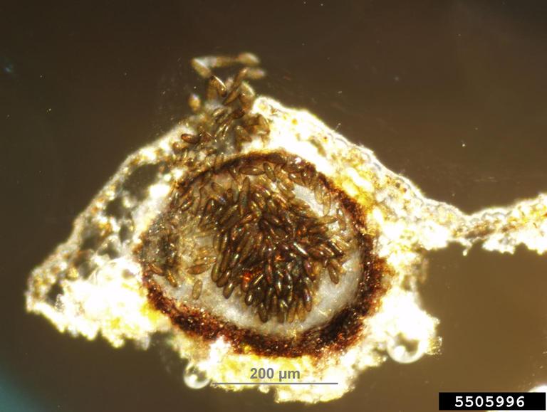 Sphaeropsis tip blights and cankers (Genus Sphaeropsis)