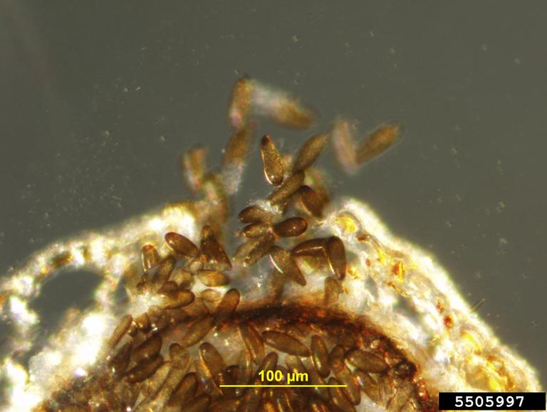 Sphaeropsis tip blights and cankers (Genus Sphaeropsis Lev.)