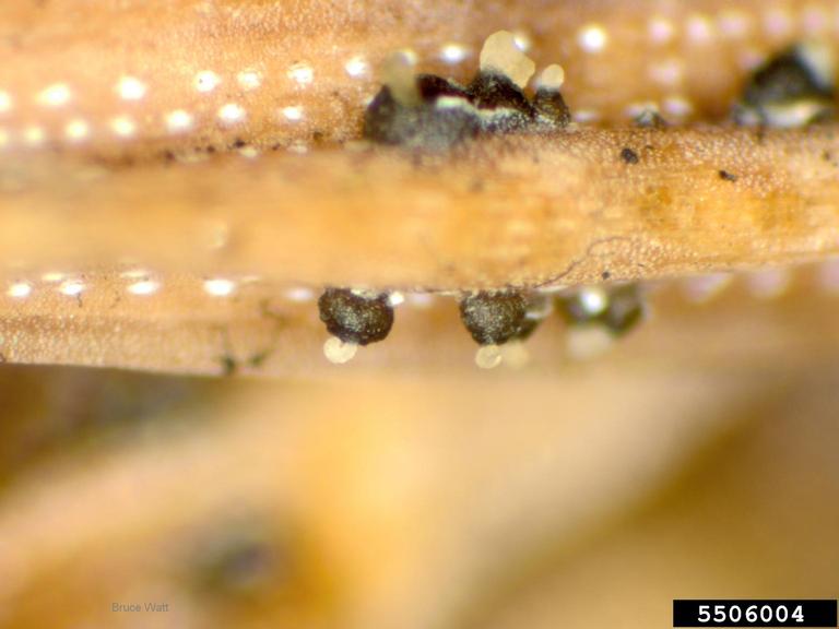 Sirococcus blight (Genus Sirococcus)