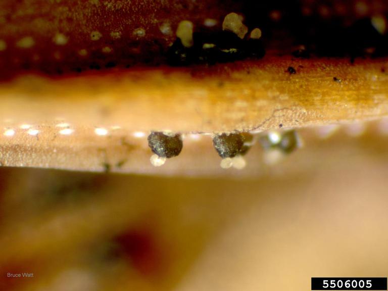 Sirococcus blight (Genus Sirococcus)