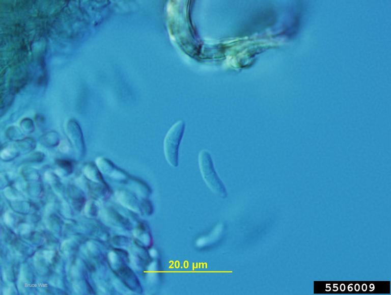 Sirococcus blight (Genus Sirococcus)