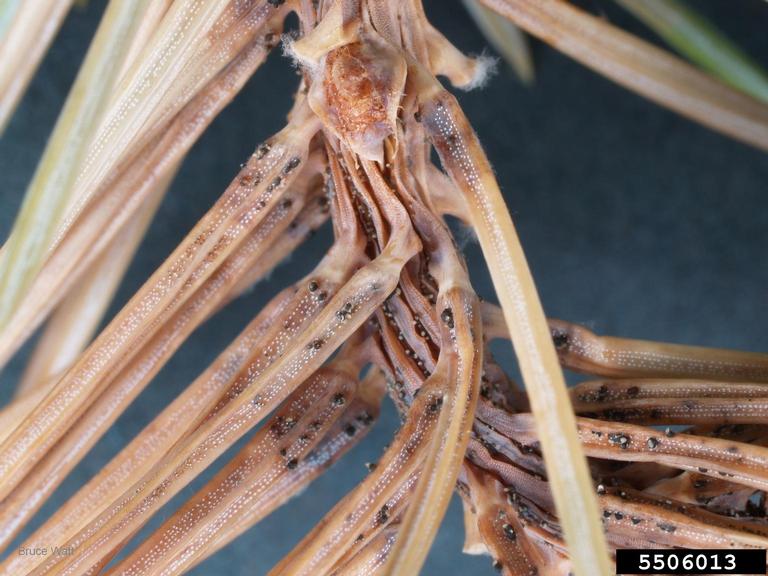 Sirococcus blight (Genus Sirococcus Preuss)