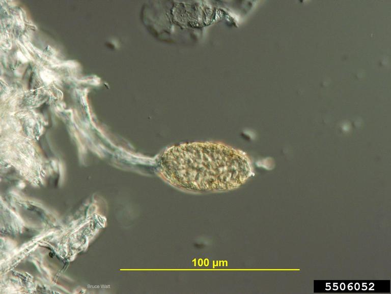 powdery mildew hyperparasite (Ampelomyces quisqualis Ces.)