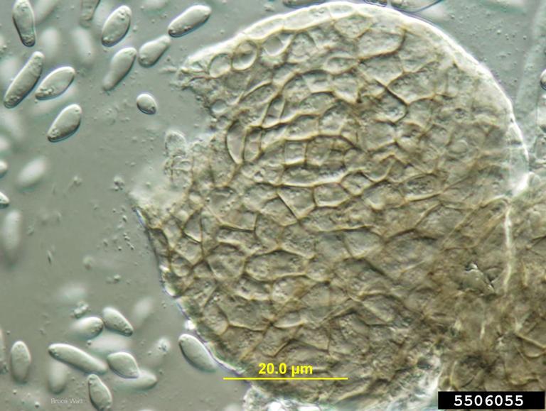 powdery mildew hyperparasite (Ampelomyces quisqualis)