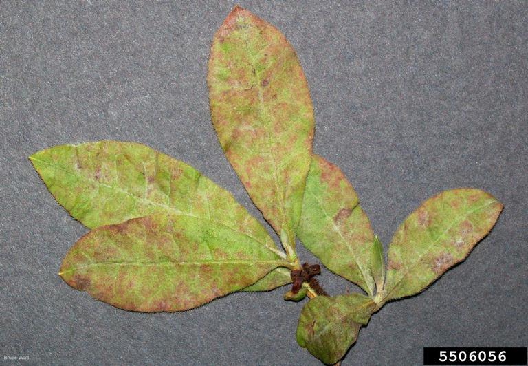powdery mildew hyperparasite (Ampelomyces quisqualis Ces.)
