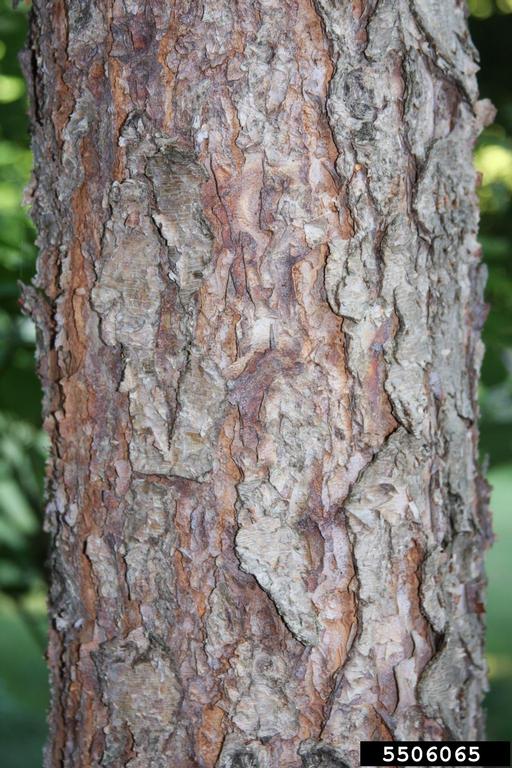 River Birch Tree Disease
