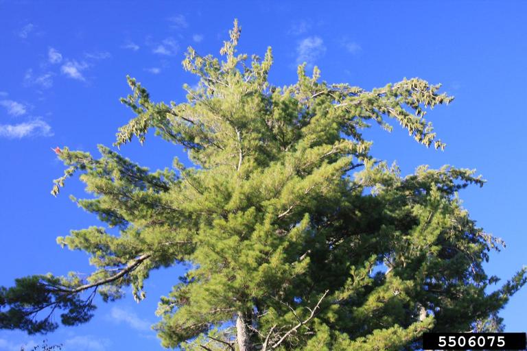 eastern white pine, Pinus strobus (Pinales: Pinaceae) - 5506075