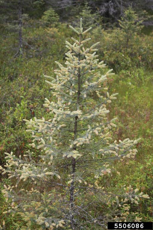 spruce needle rusts (Genus Chrysomyxa)