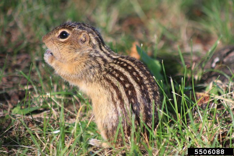 thirteen-lined ground squirrel (Ictidomys tridecemlineatus (Mitchill ...