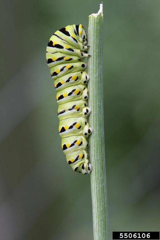 black swallowtail (Papilio polyxenes Fabricius)