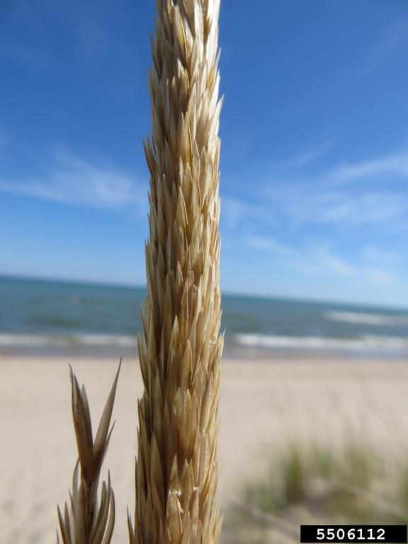 sand ryegrass (Leymus arenarius)