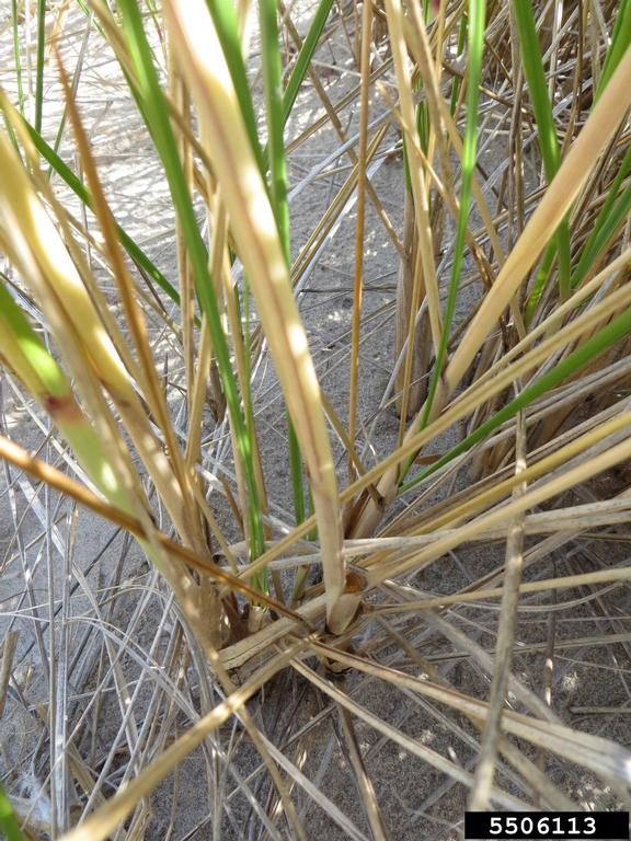 sand ryegrass (Leymus arenarius (L.) Hochst.)