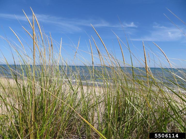 sand ryegrass (Leymus arenarius)
